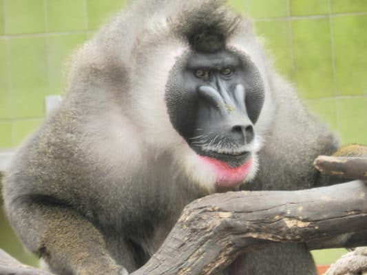 The World's 10 Largest Monkeys - A-Z Animals
