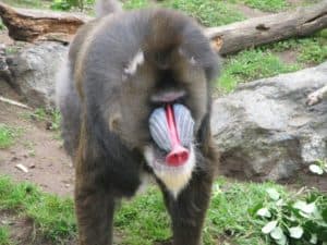 Mandrill Animal Facts - Mandrillus sphinx - A-Z Animals