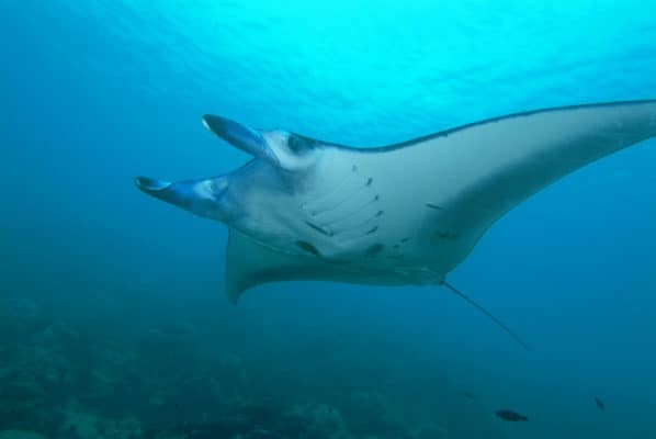 Reef Manta Rays Don't Flee Monsoons, They Plunge Hundreds of Feet - A-Z ...