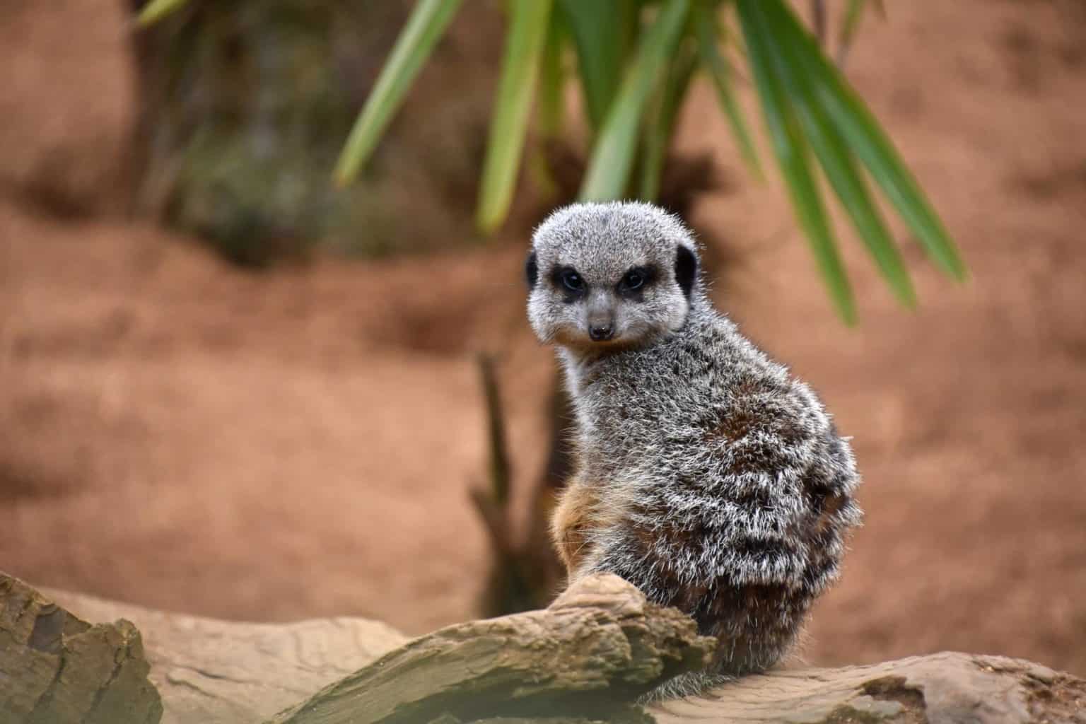 10 Essential Facts About Meerkats - A-Z Animals