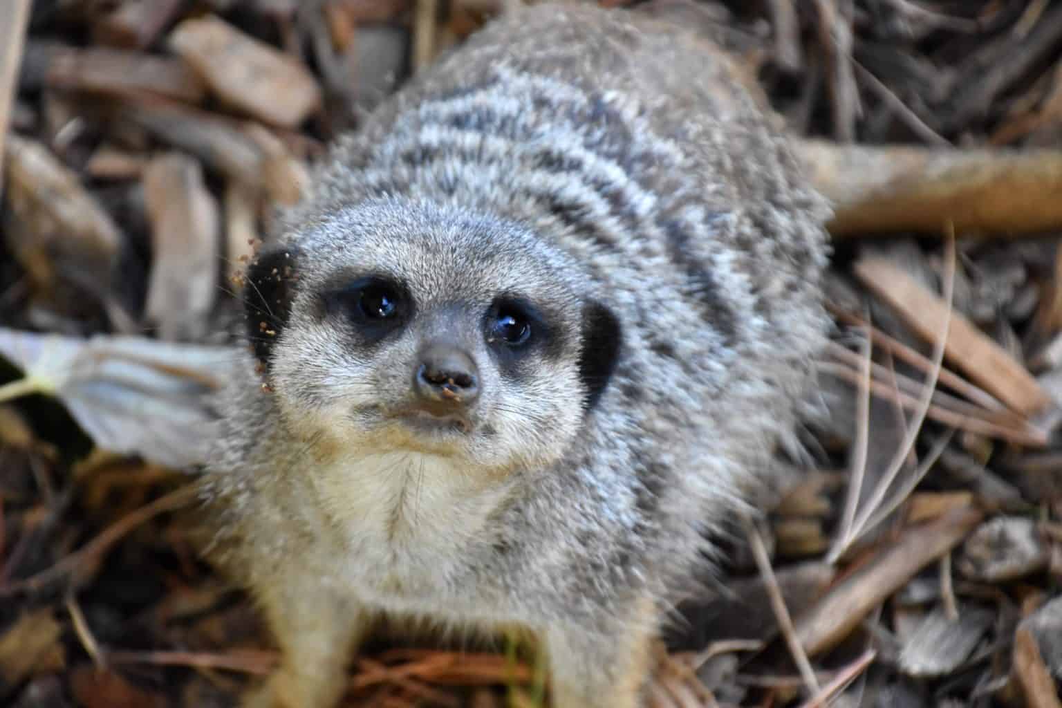 10 Cruelest Animals in the World - A-Z Animals