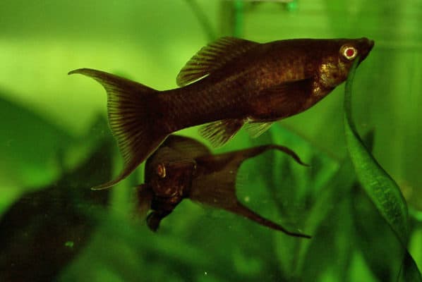 12 Types of Molly Fish with Pictures - A-Z Animals