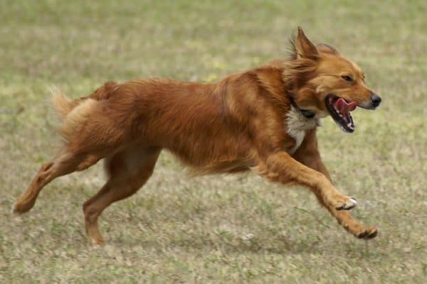 Mongrel (Canis Lupus) | AZAnimals.com