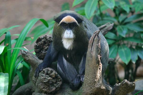 The 18 Most Expensive Pets You Can Buy If Money Is No Concern - A-Z Animals