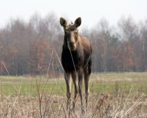 Moose Animal Facts - Alces alces - A-Z Animals
