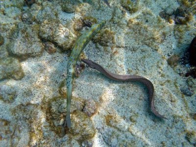 Moray Eel Animal Facts - Muraenidae - A-Z Animals