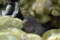 Moray Eel (Muraenidae) | AZAnimals.com