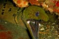 Moray Eel (Muraenidae) | AZAnimals.com
