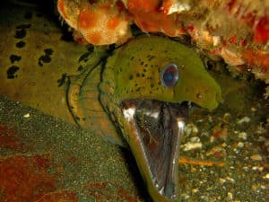 10 Key Facts About Moray Eels - A-Z Animals