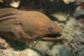 Moray Eel Animal Facts - Muraenidae - A-Z Animals