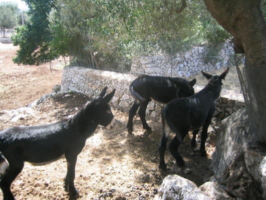 Mule Animal Pictures | A-Z Animals