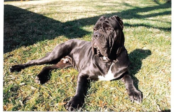 Neapolitan Mastiff Animal Facts - Canis lupus familiaris - A-Z Animals