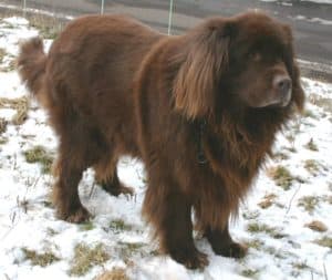 Newfoundland Animal Pictures | A-Z Animals