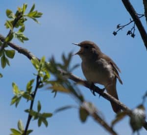 Nightingale Animal Pictures | A-Z Animals