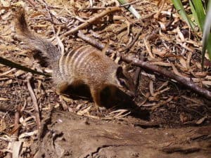 10 Fascinating Facts About Numbats - A-Z Animals