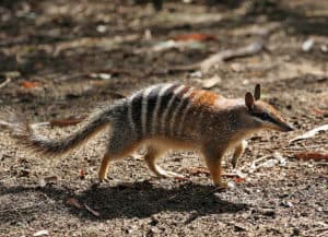 What Is a Marsupial? Definition, Types, and Important Facts - A-Z Animals