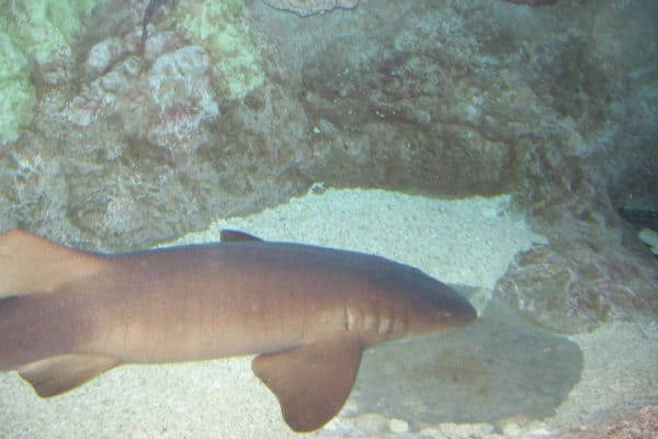 Nurse Shark Fish Facts | Ginglymostoma cirratum | AZ Animals