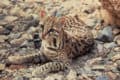 Do Ocelots Make Good Pets? - A-Z Animals