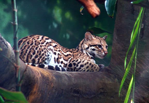 Ocelot Animal Pictures | A-Z Animals