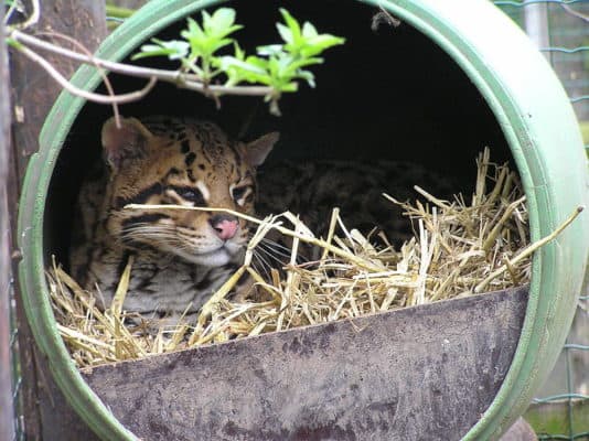 Ocelot Animal Pictures | A-Z Animals