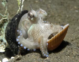 Why Are Octopuses So Smart? - A-Z Animals