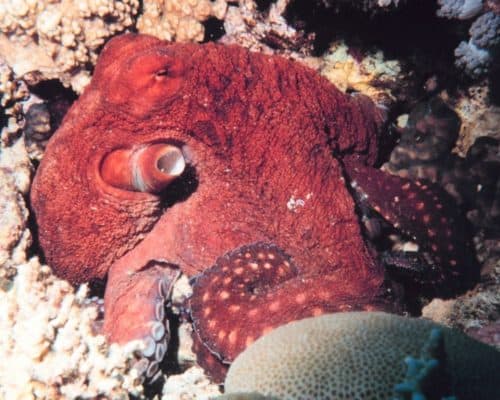 Octopus Animal Pictures | A-Z Animals