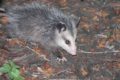 Opossum (Didelphis Virginiana) | AZAnimals.com