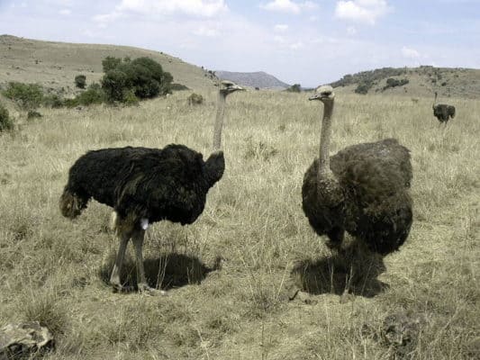 Rhea vs Ostrich: What’s The Difference? - A-Z Animals