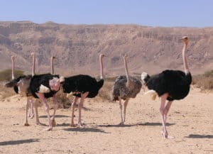 Ostrich Animal Facts - Struthio camelus - A-Z Animals