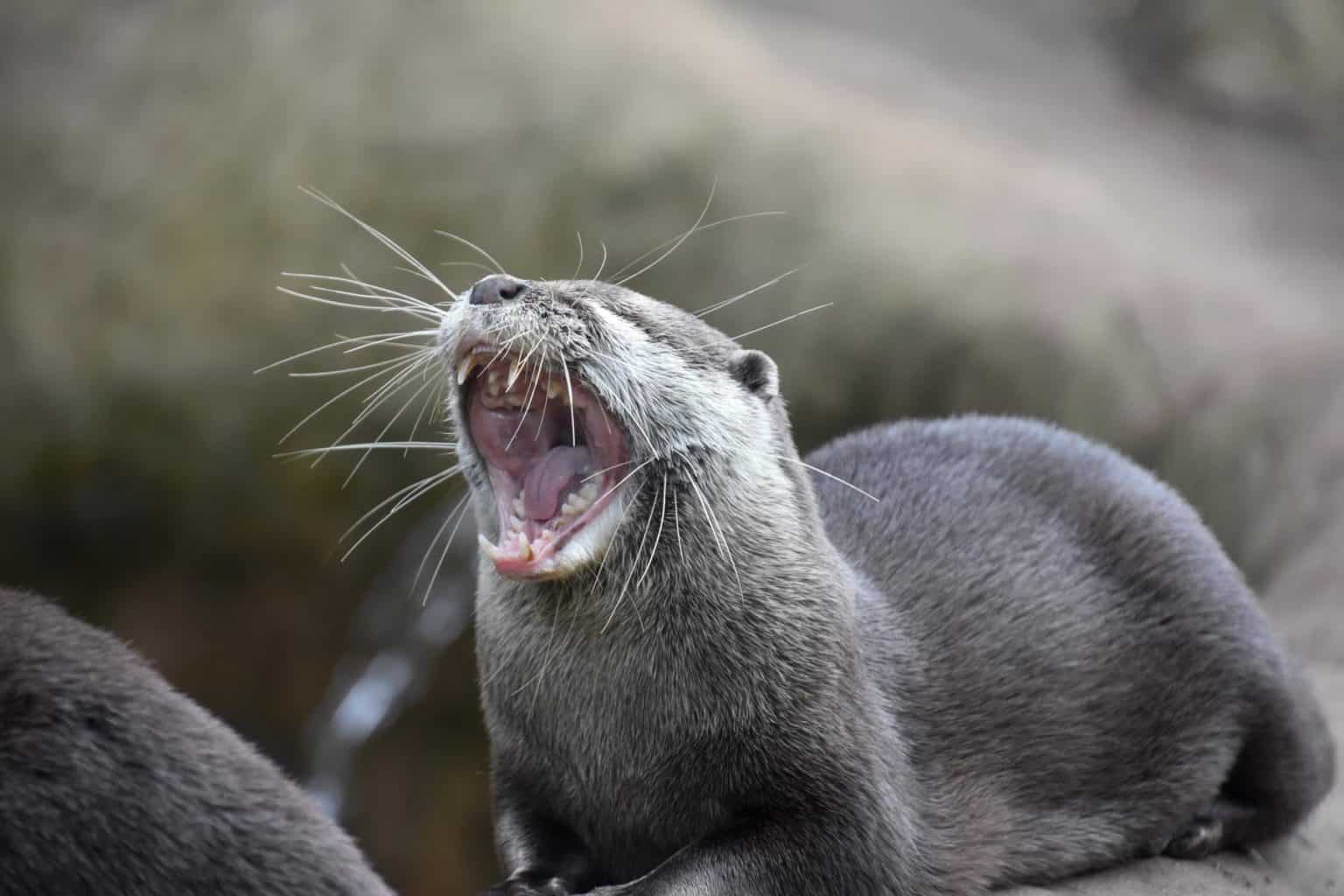 Otter Animal Pictures | A-Z Animals