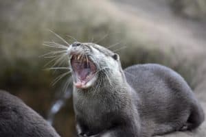 Otter Quiz: Test What You Know! - A-Z Animals
