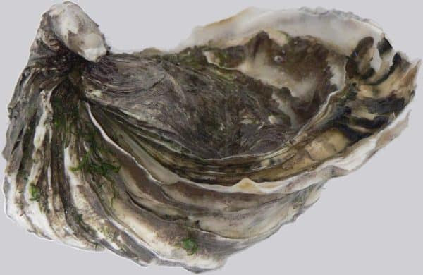 Discover 5 Types of Sea Animals With Shells (and Why They Have Them ...