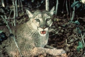 Panther Animal Pictures | A-Z Animals