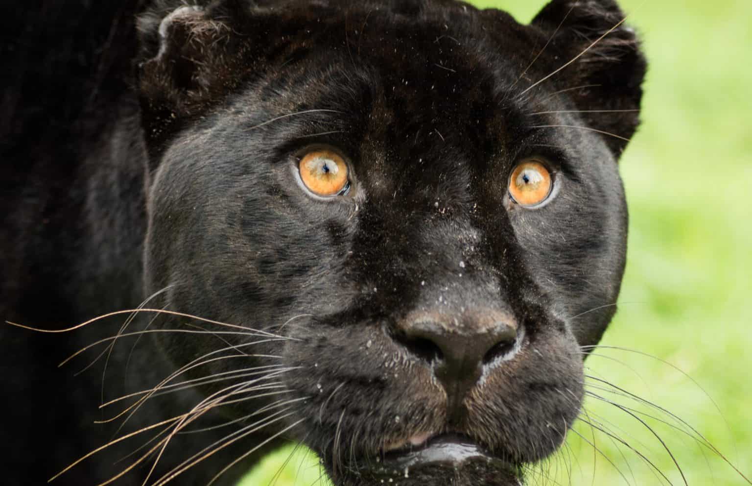 Panther Animal Facts - A-Z Animals