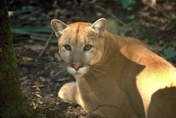 Panther Animal Facts - A-Z Animals