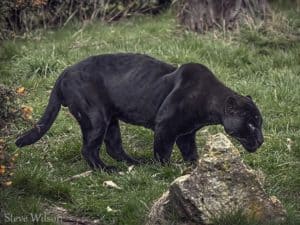 Panther Animal Facts - A-Z Animals