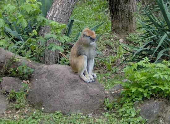 Patas Monkey Animal Pictures | A-Z Animals