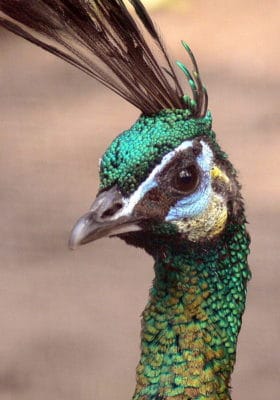 Peacock Animal Pictures | A-Z Animals