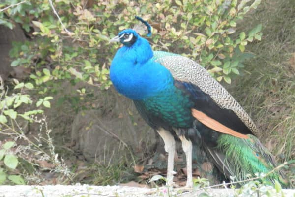 Peacock (Pavo Cristatus) | AZAnimals.com