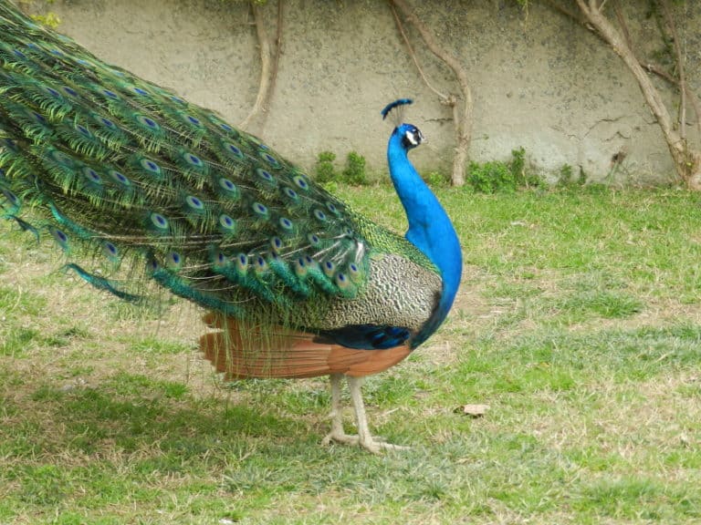 Types of Fowl Birds - A-Z Animals