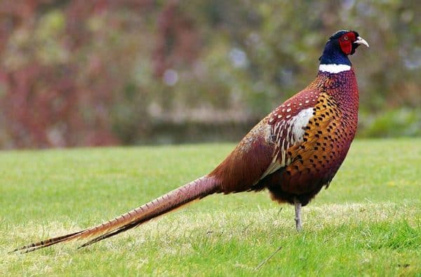 The Most Popular Types of Game Birds - A-Z Animals