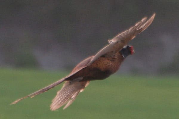 Pheasant Animal Facts | Phasianus Colchicus | AZ Animals