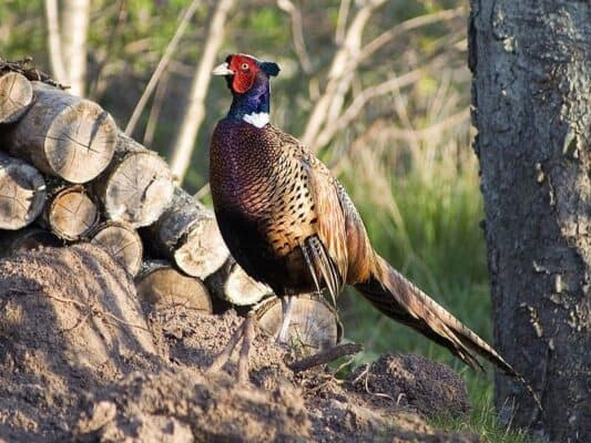 Pheasant Animal Facts - Phasianidae - A-Z Animals