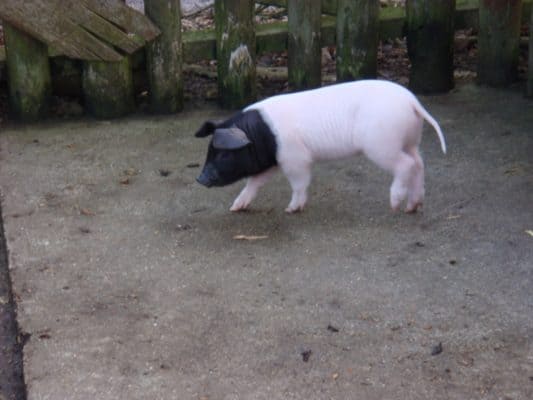 Pig Animal Facts - Sus scrofa scrofa - A-Z Animals