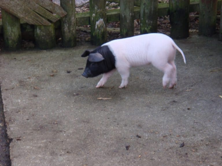 Pig Animal Facts - Sus scrofa domesticus - A-Z Animals