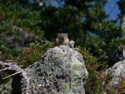 Pika Animal Facts - Ochotona - A-Z Animals