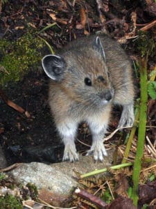 10 Incredible Pika Facts - AZ Animals