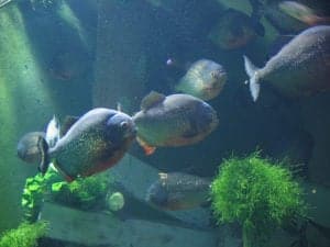 Piranha Animal Facts - Serrasalmidae - A-Z Animals