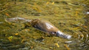 10 Interesting Facts About Platypuses - A-Z Animals