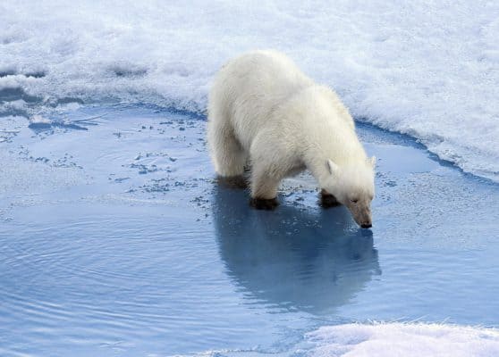 Polar Bear Animal Facts - Ursus maritimus - A-Z Animals